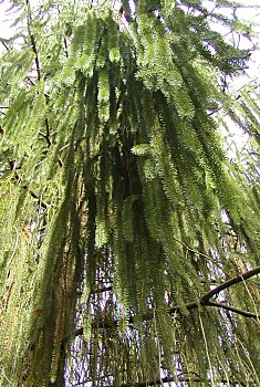 Bilder vom Stadtpark Hamburg - Fotos von Baeumen | Straeuchern